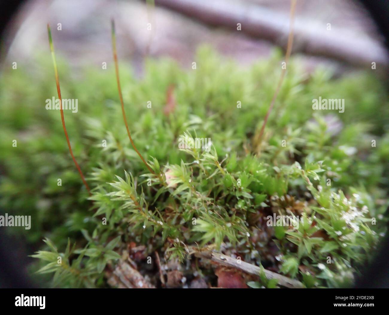 nodding thread-moss (Pohlia nutans Stock Photo - Alamy
