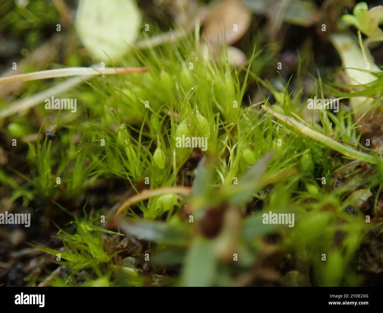 Taper-leaved Earth-moss (Pleuridium acuminatum Stock Photo - Alamy