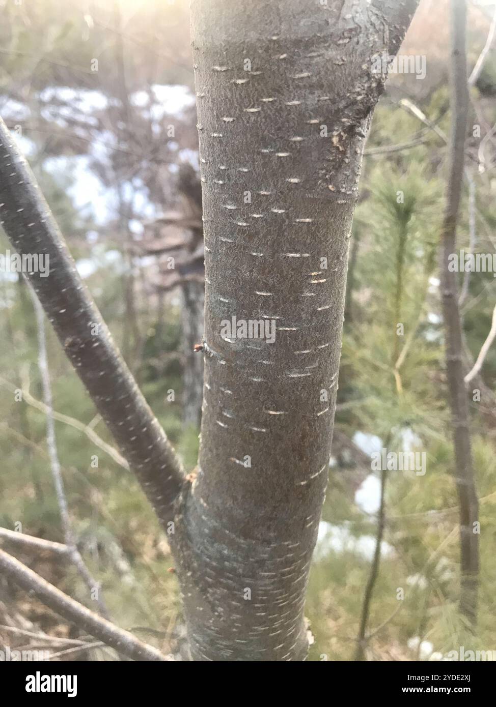 sweet birch (Betula lenta Stock Photo - Alamy