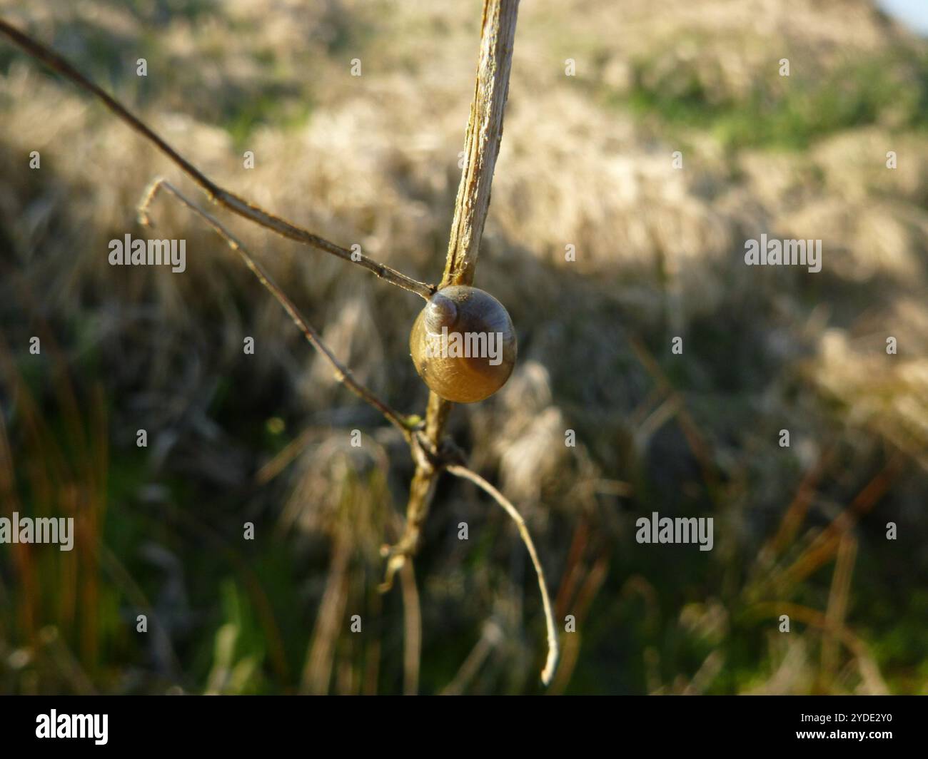 Common European Ambersnail (Succinea putris Stock Photo - Alamy