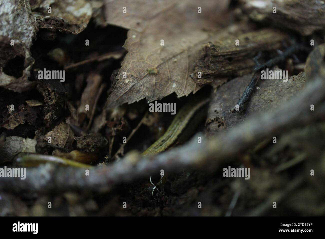 Northern Two-lined Salamander (Eurycea bislineata Stock Photo - Alamy