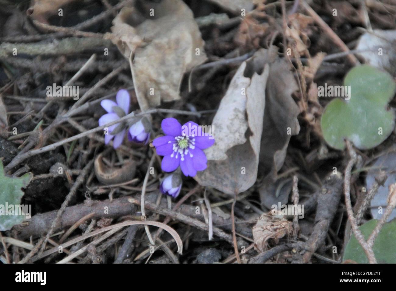 Liverleaf (Hepatica nobilis Stock Photo - Alamy