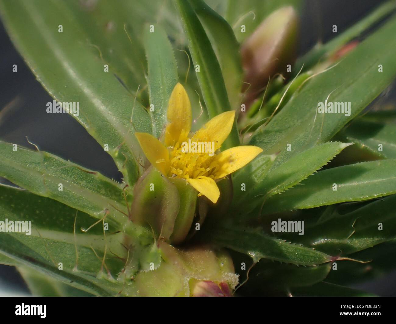 Spreading chinchweed (Pectis prostrata Stock Photo - Alamy