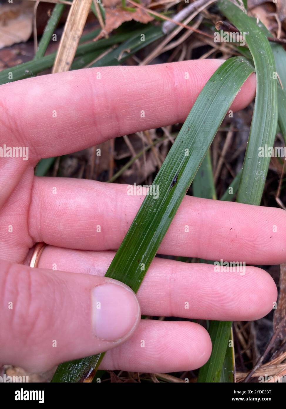 White-grained Mountain-ricegrass (Oryzopsis asperifolia Stock Photo - Alamy