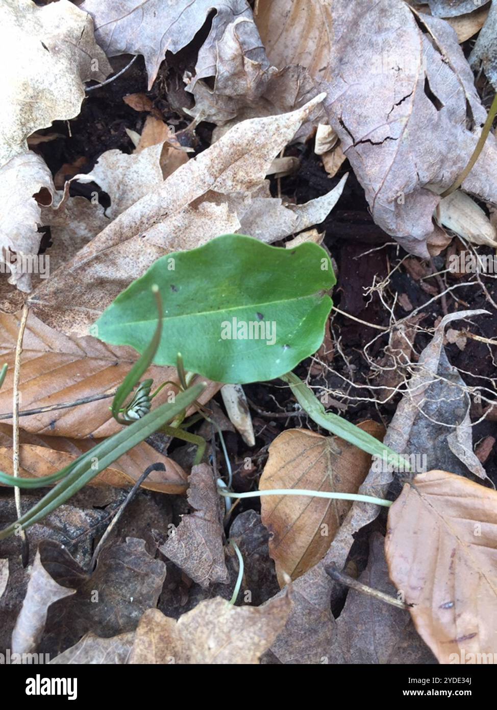 crane-fly orchid (Tipularia discolor Stock Photo - Alamy