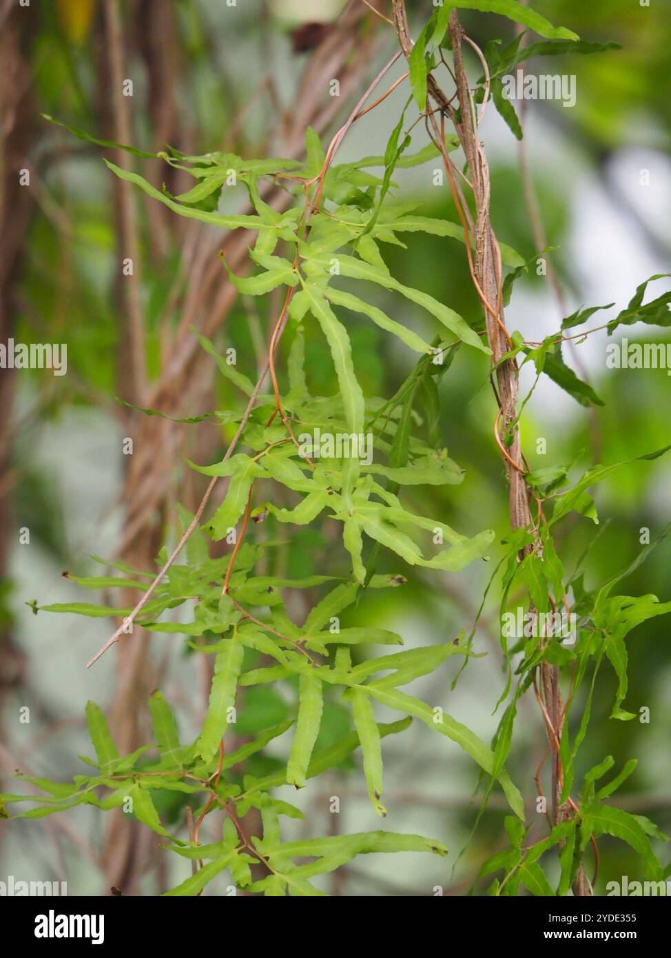 Japanese climbing fern (Lygodium japonicum Stock Photo - Alamy