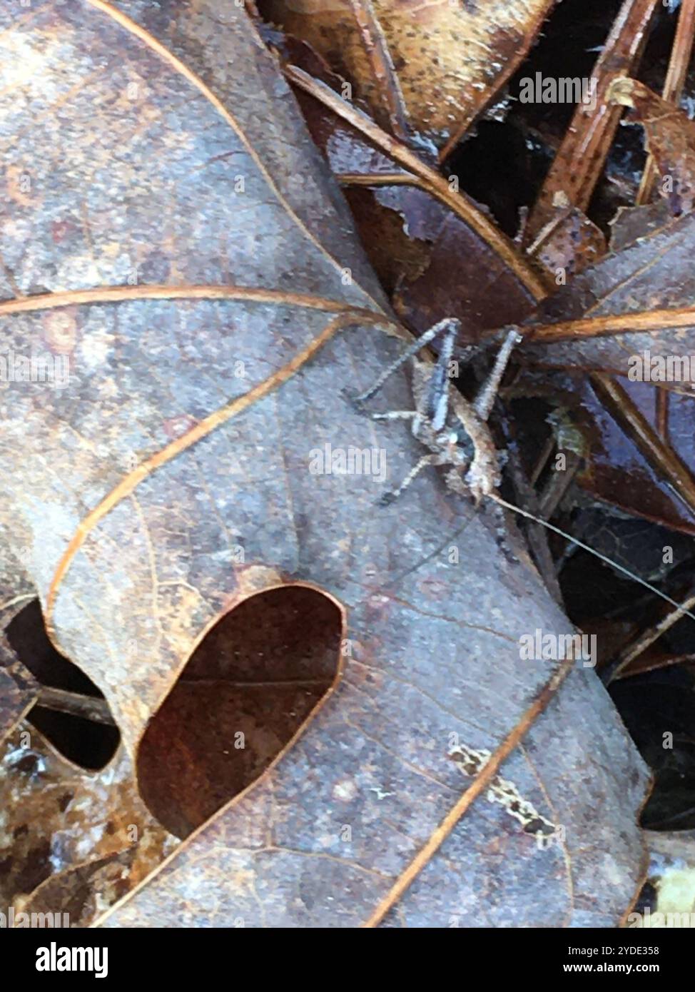 True Crickets and Allies (Grylloidea Stock Photo - Alamy