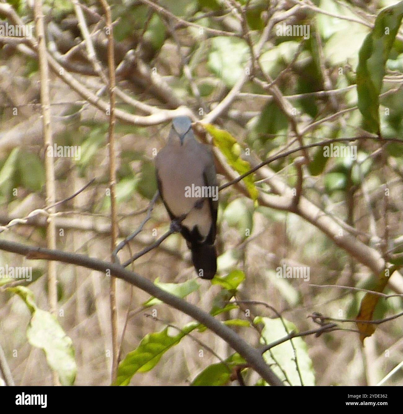 Black-billed Wood-Dove (Turtur abyssinicus Stock Photo - Alamy