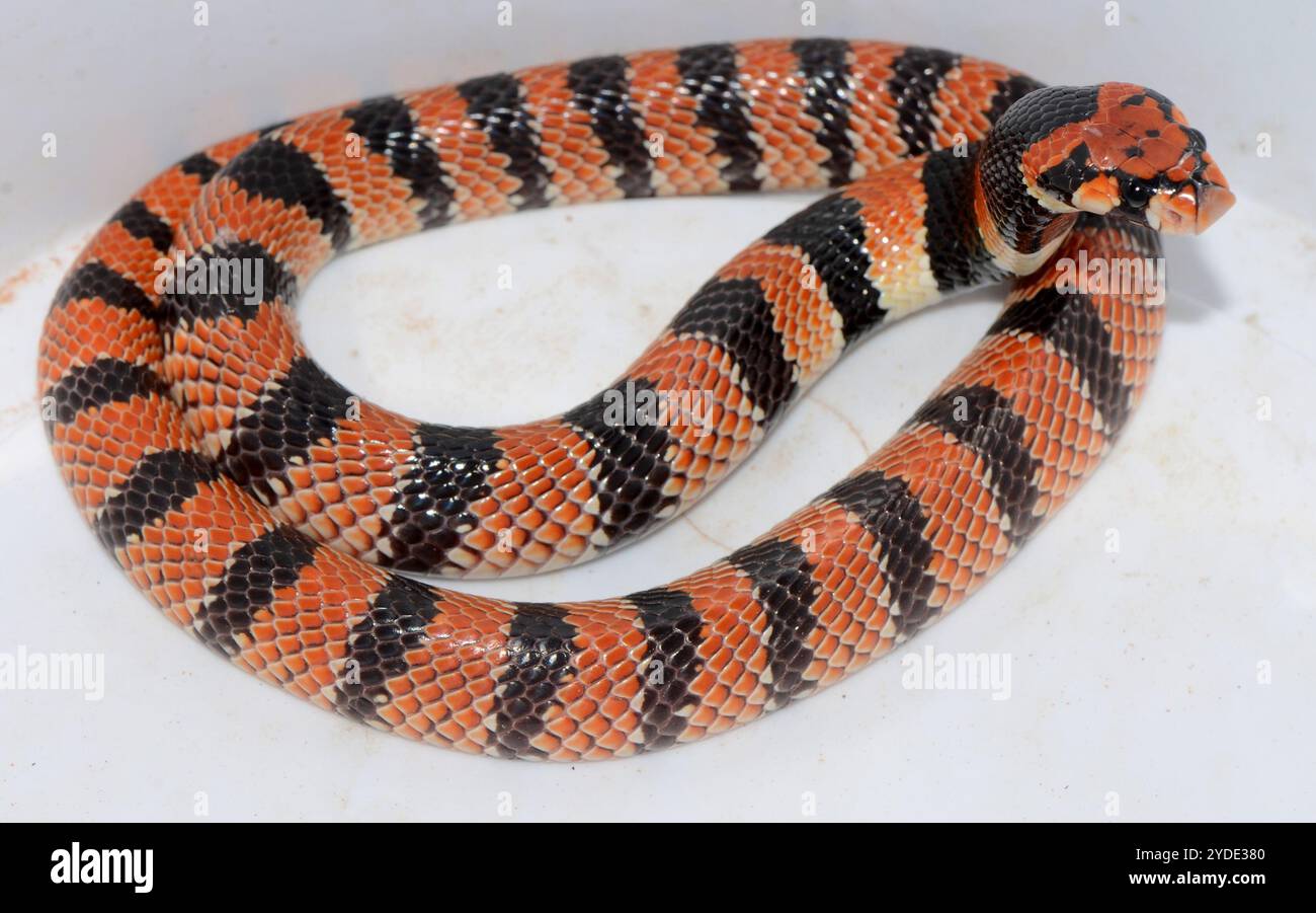 Cape Coral Snake (Aspidelaps lubricus Stock Photo - Alamy