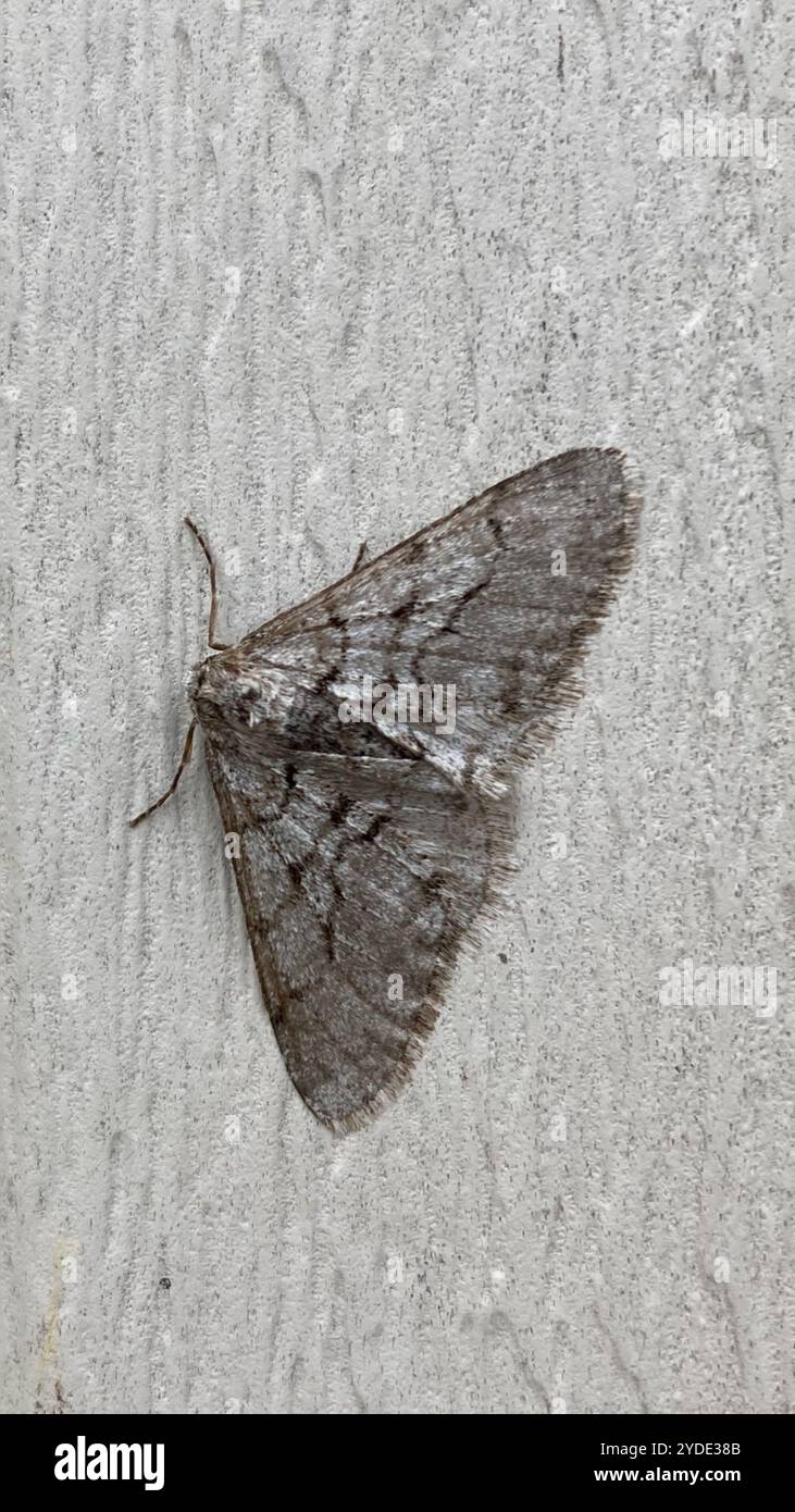 Half-wing Moth (Phigalia titea Stock Photo - Alamy