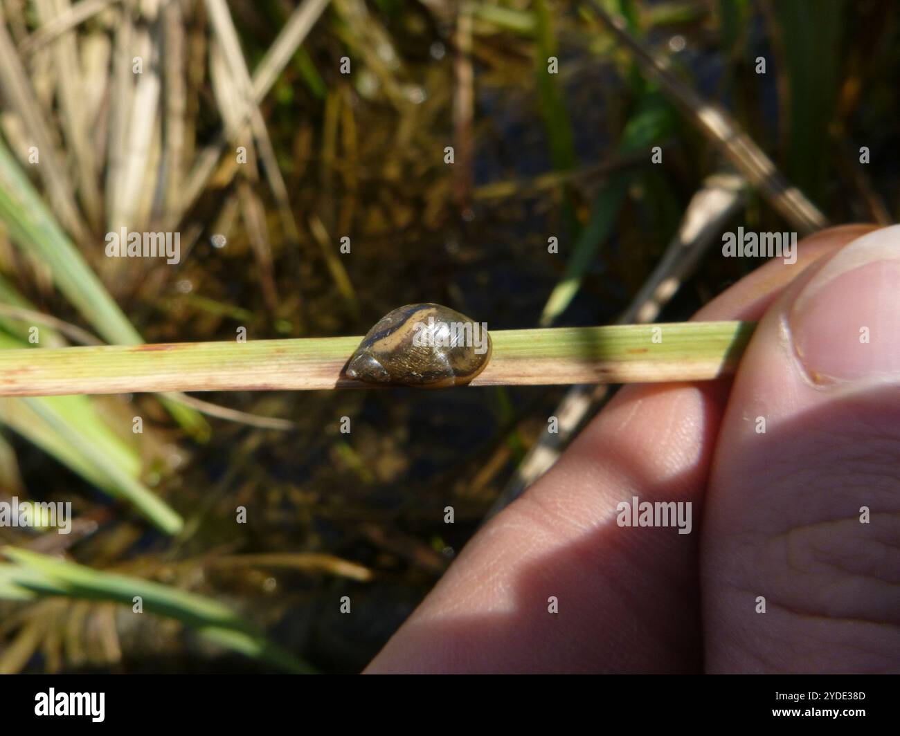 Common European Ambersnail (Succinea putris Stock Photo - Alamy