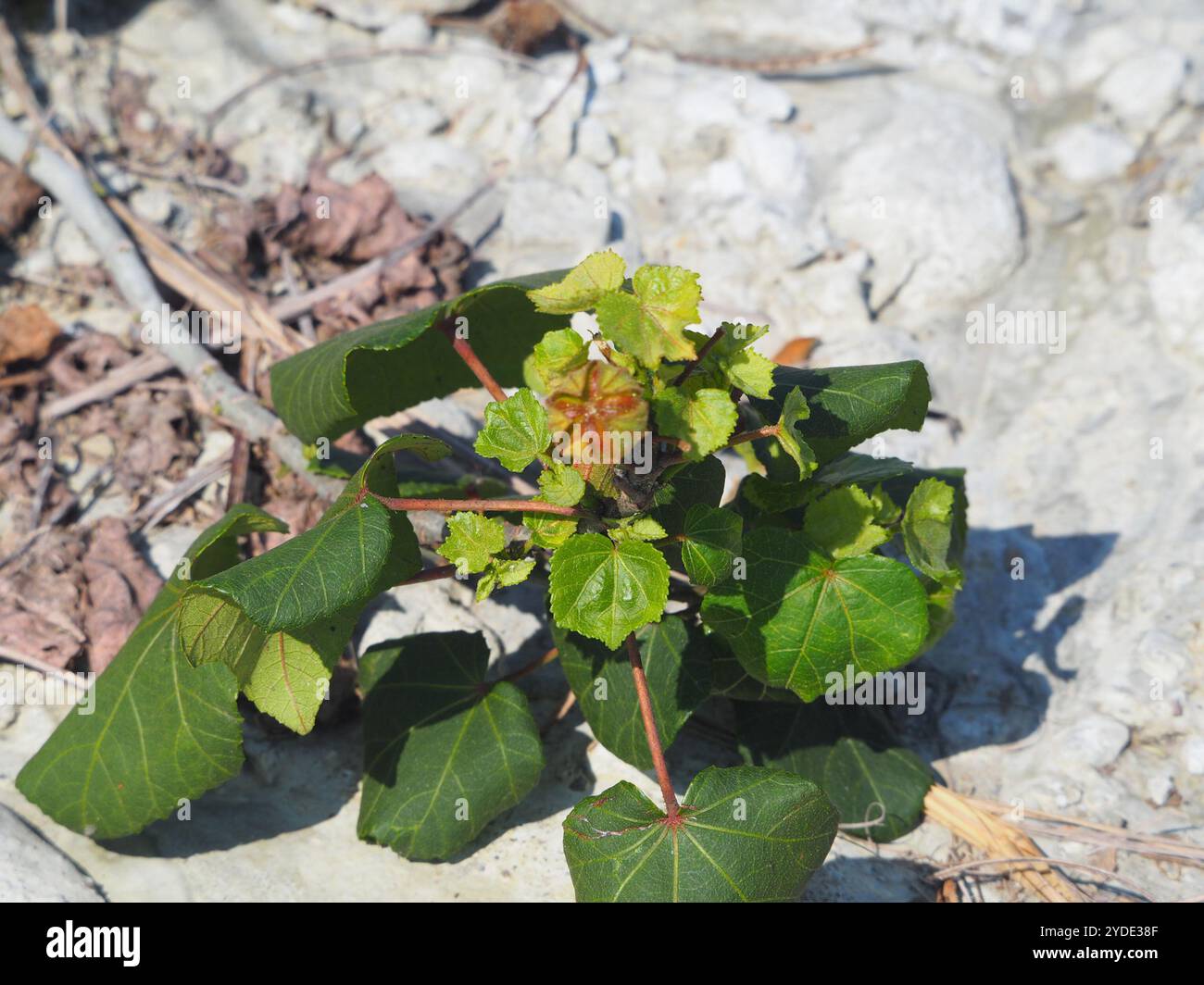 Taiwan cotton rose (Hibiscus taiwanensis Stock Photo - Alamy