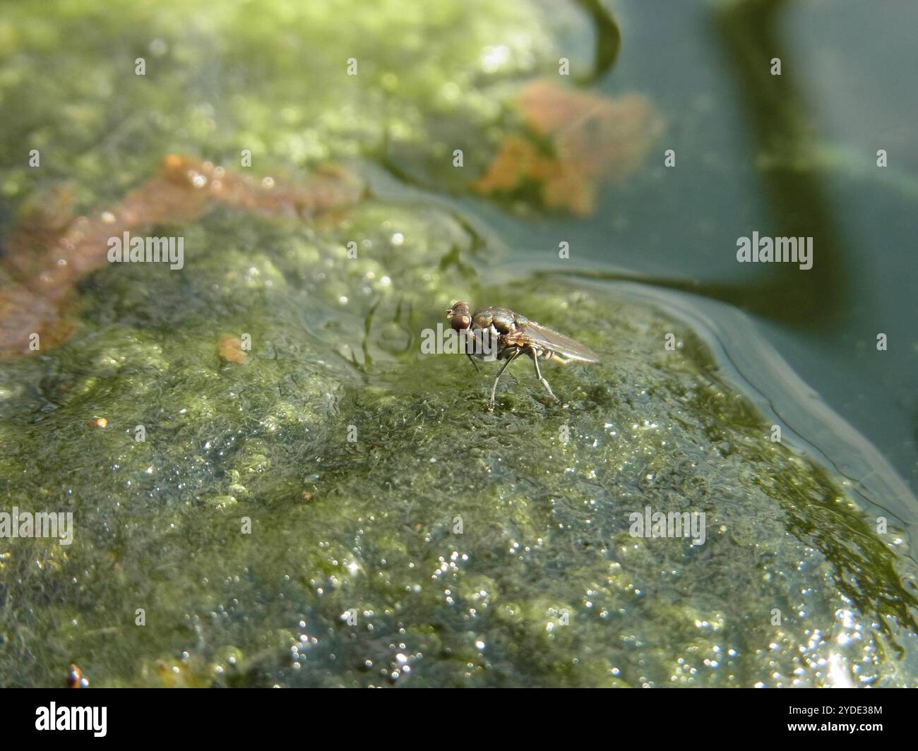 Circularis hi-res stock photography and images - Alamy