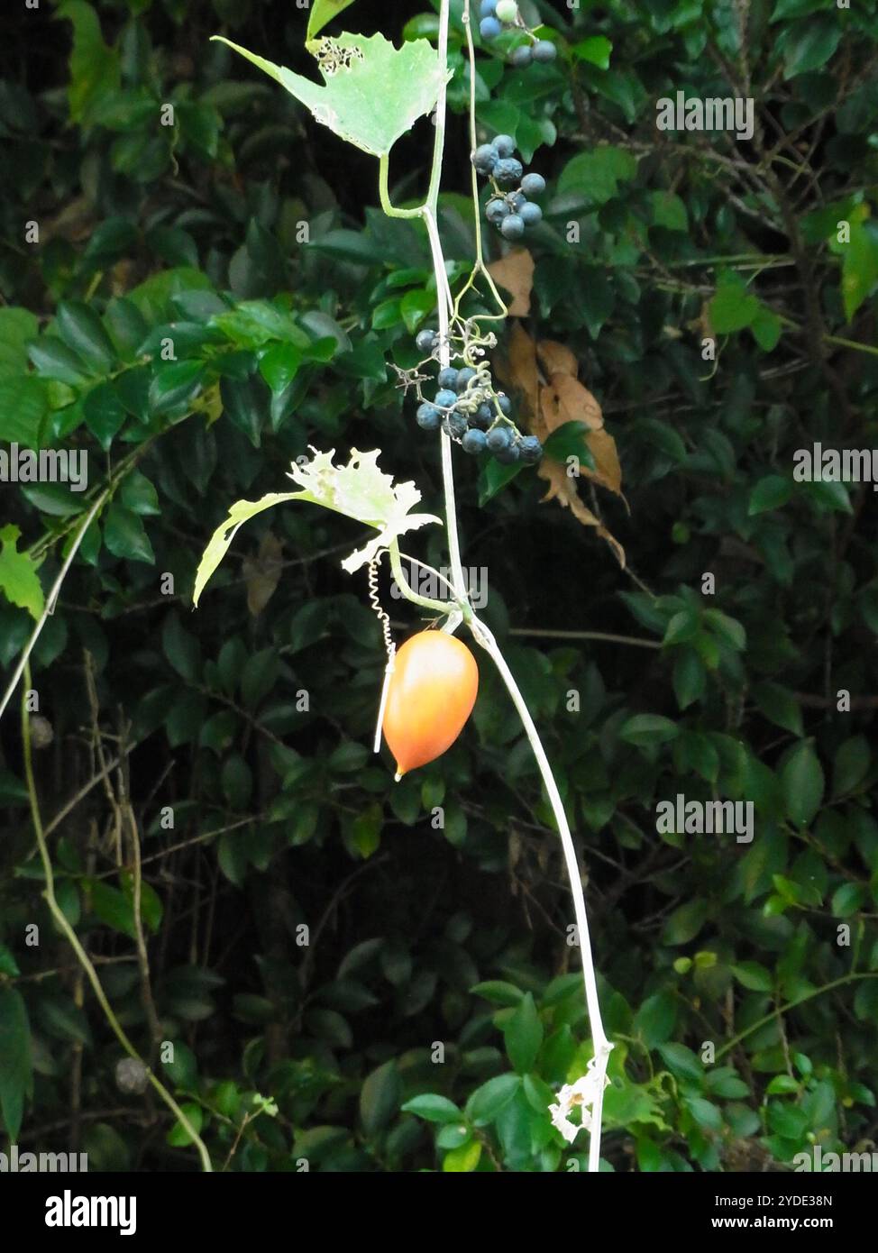 Japanese snake gourd (Trichosanthes cucumeroides Stock Photo - Alamy