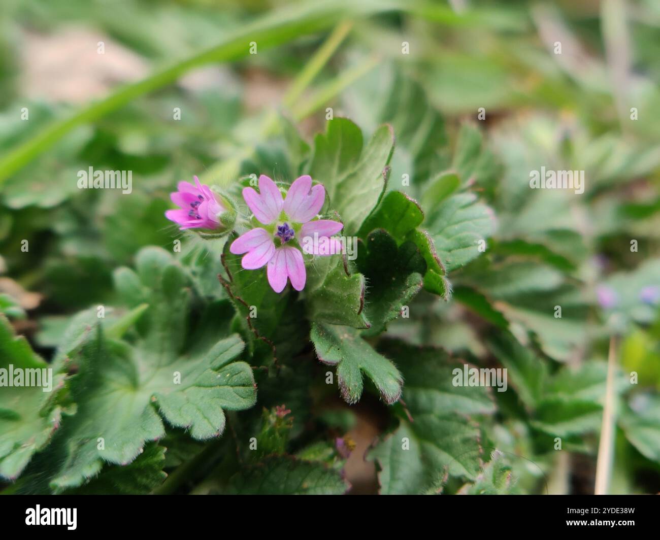 Dove's-foot crane's-bill (Geranium molle Stock Photo - Alamy