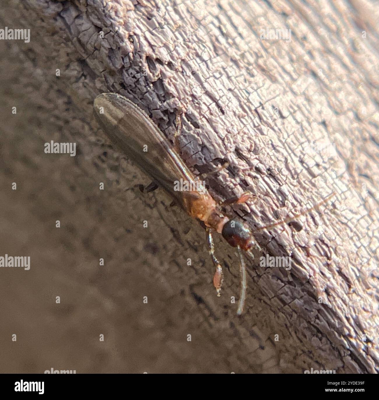 Embioptera hi-res stock photography and images - Alamy