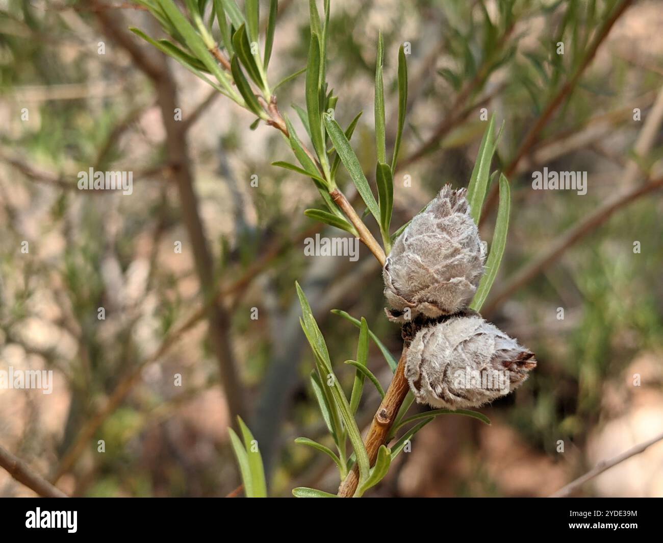 Willow Pinecone Gall Midge (Rabdophaga strobiloides Stock Photo - Alamy