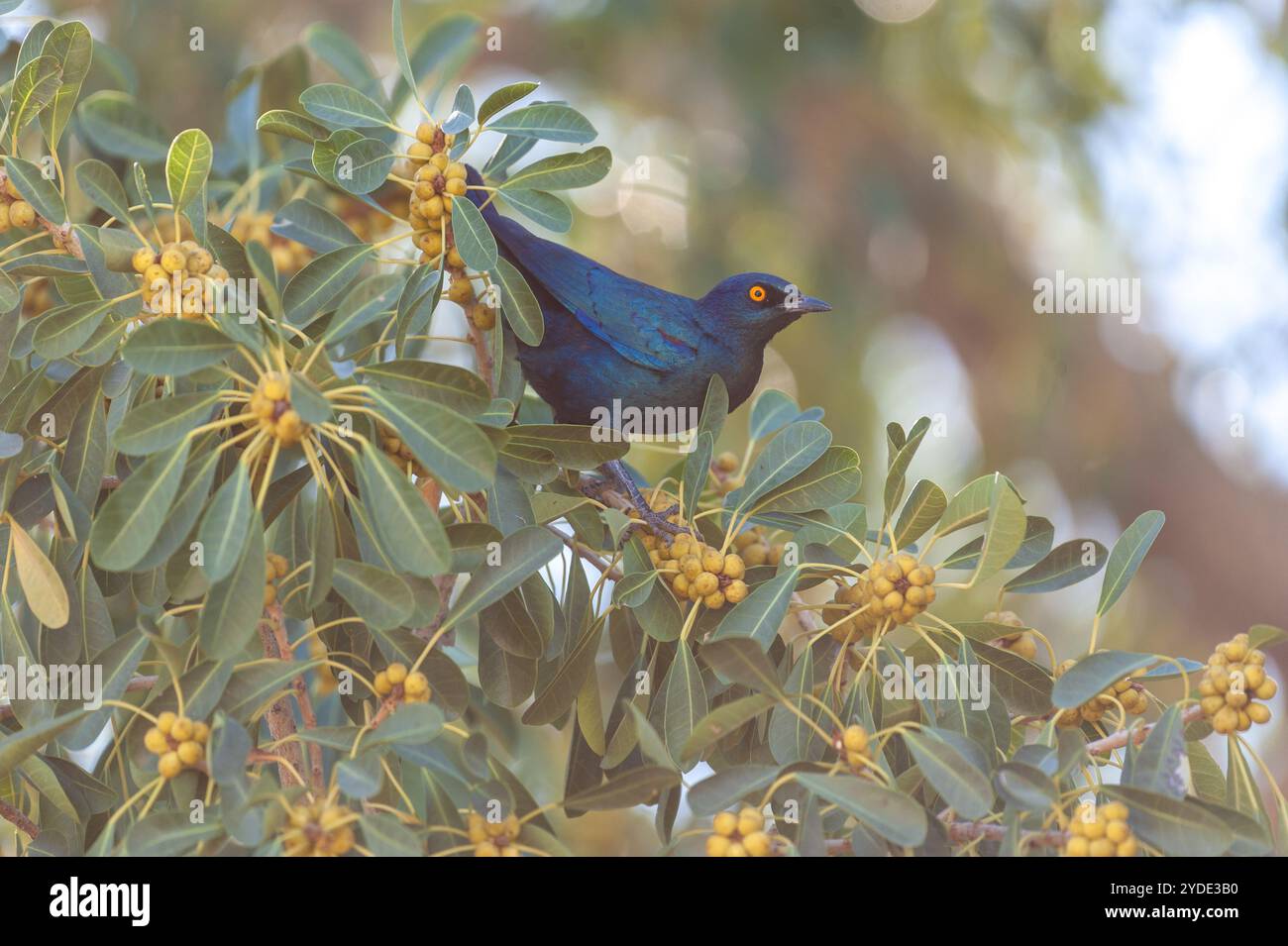 Telephoto of a pale-winged starling - Onychognathus nabouroup- sitting ...