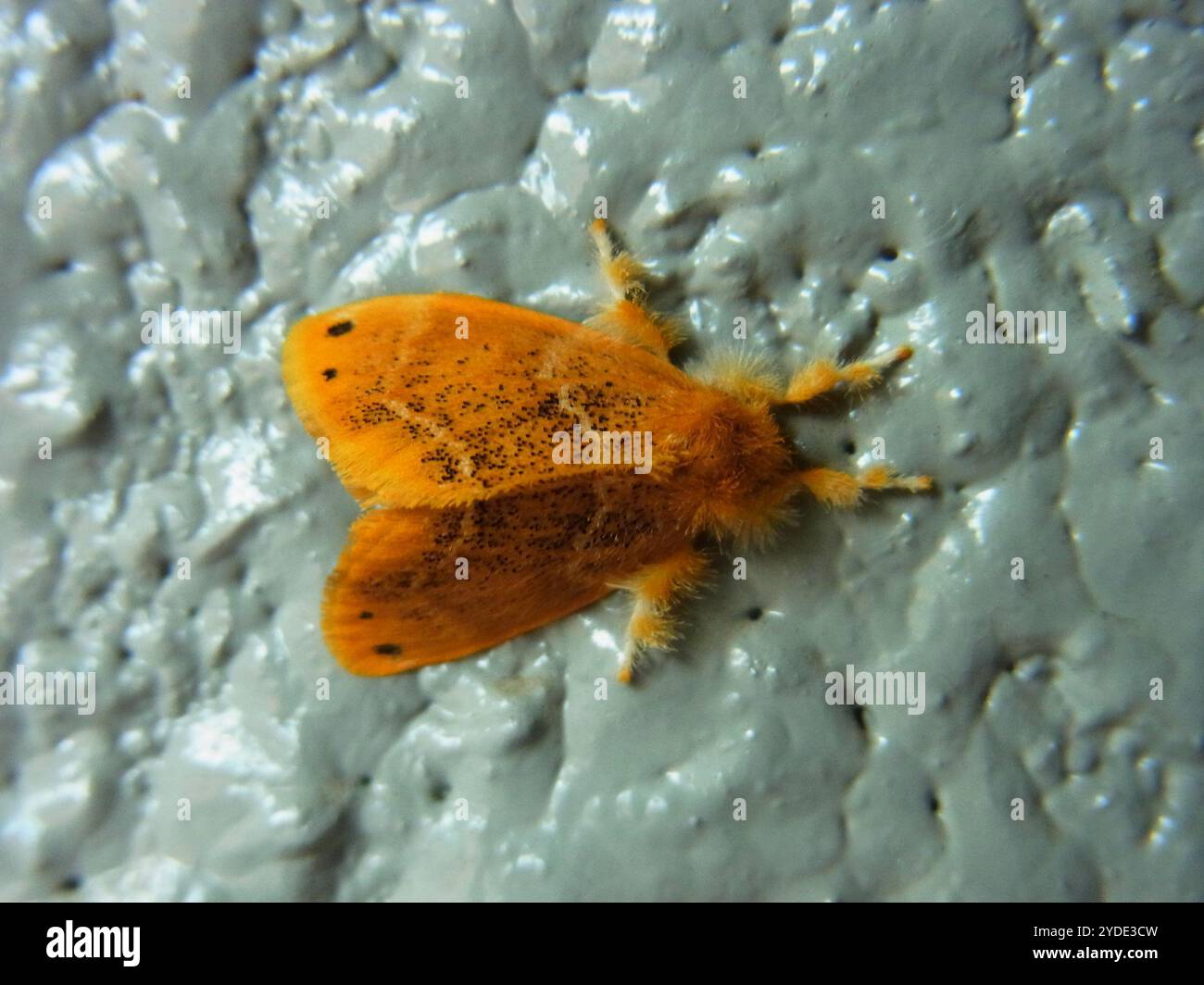 Tea tussock moth (Arna pseudoconspersa Stock Photo - Alamy