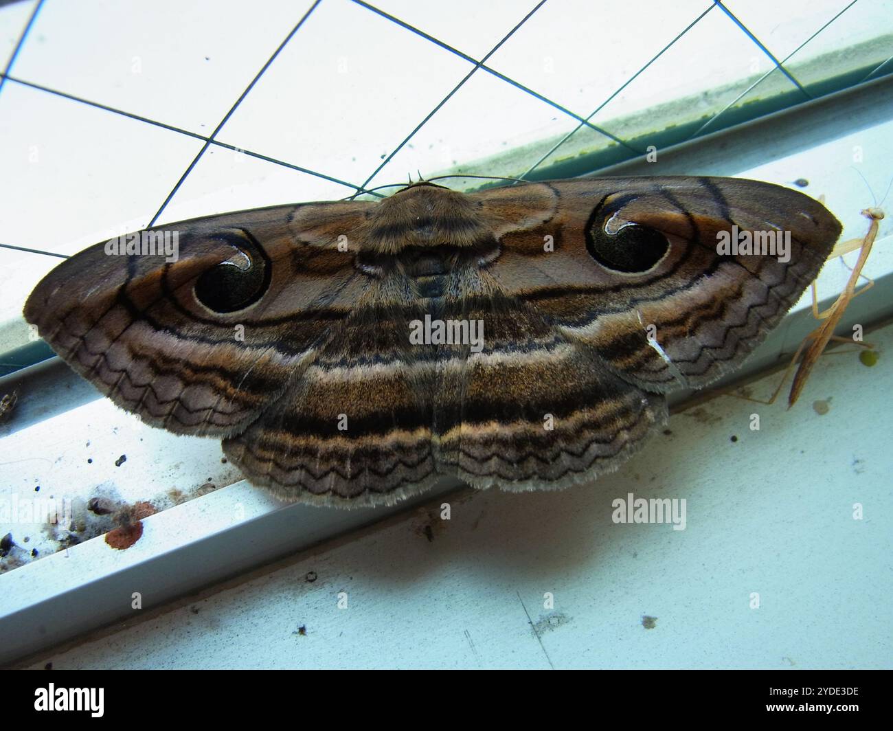 Retorta hi-res stock photography and images - Alamy