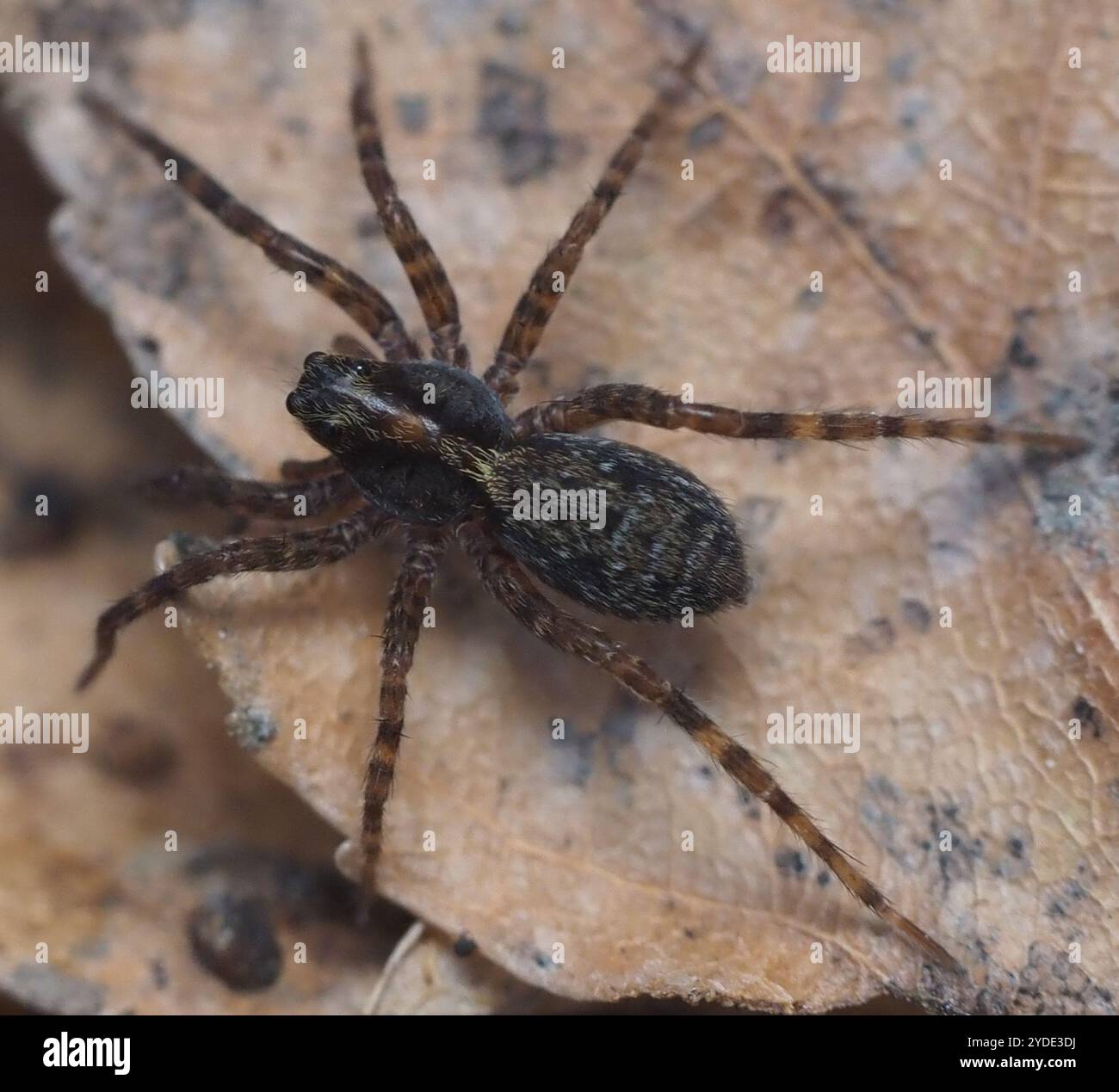 Thin-legged Wolf Spiders (Pardosa Stock Photo - Alamy