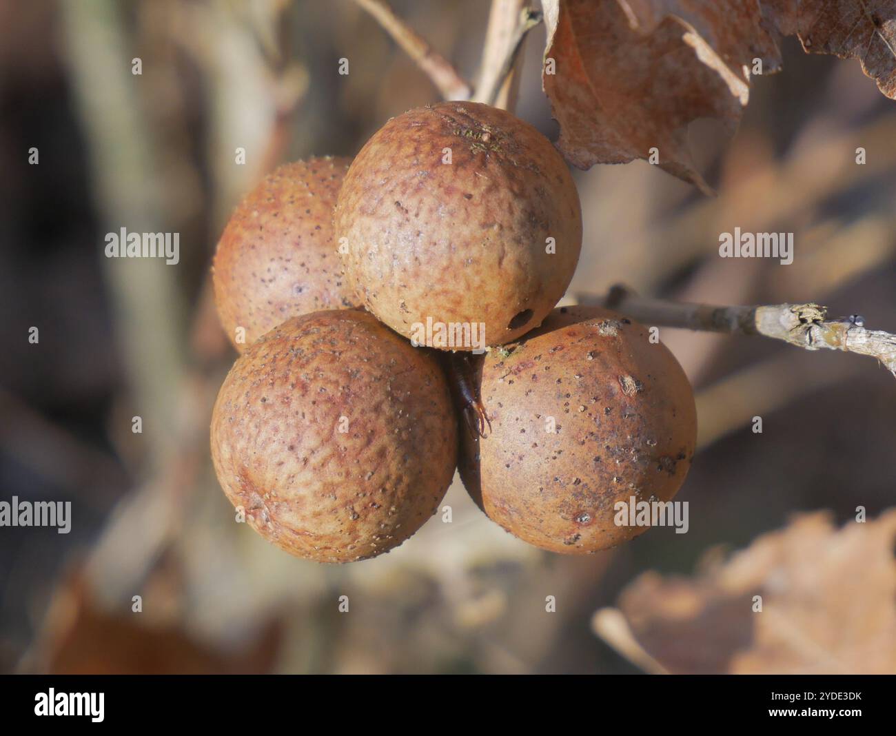 Oak Marble Gall Wasp (Andricus kollari Stock Photo - Alamy
