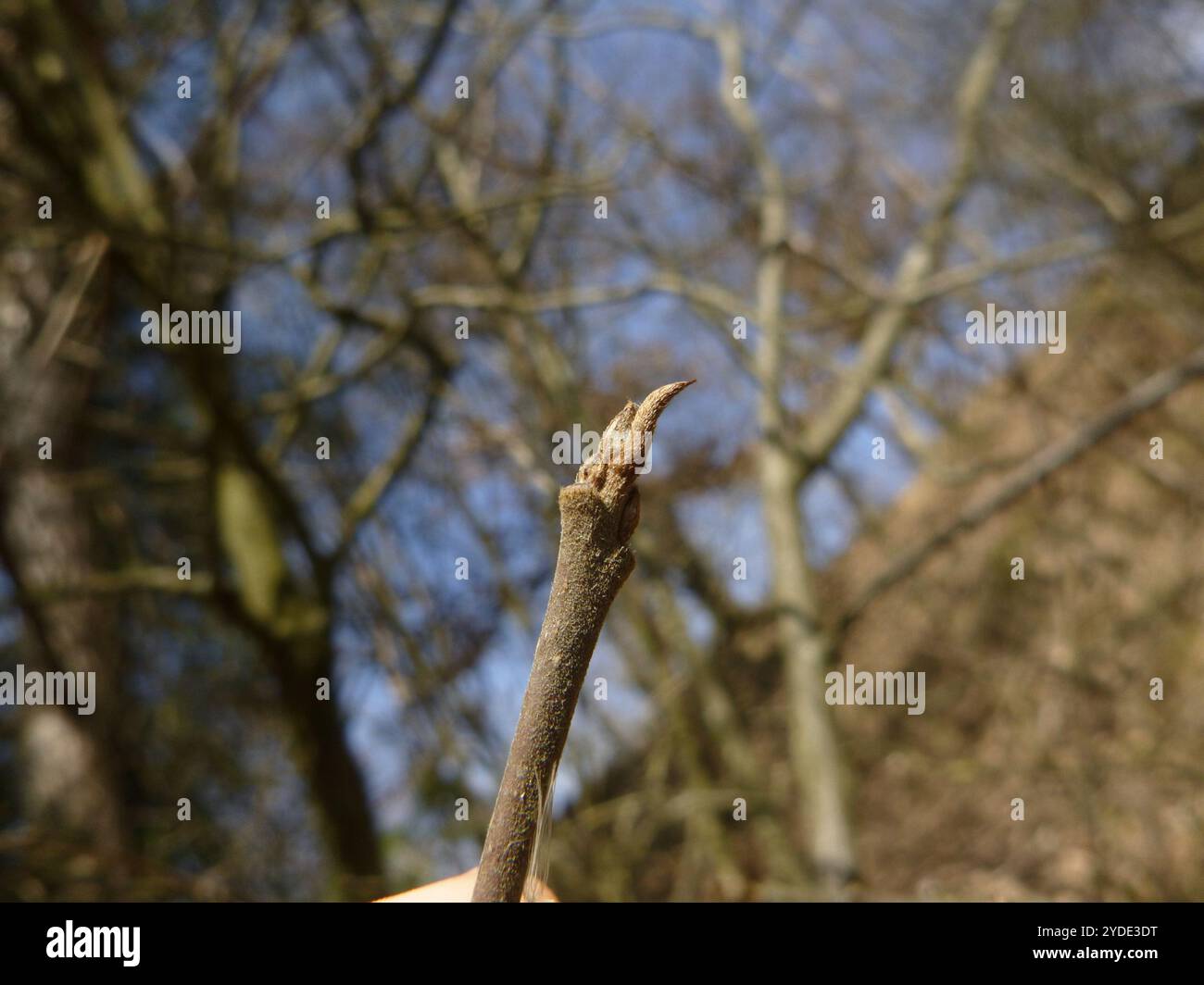 alder buckthorn (Frangula alnus Stock Photo - Alamy