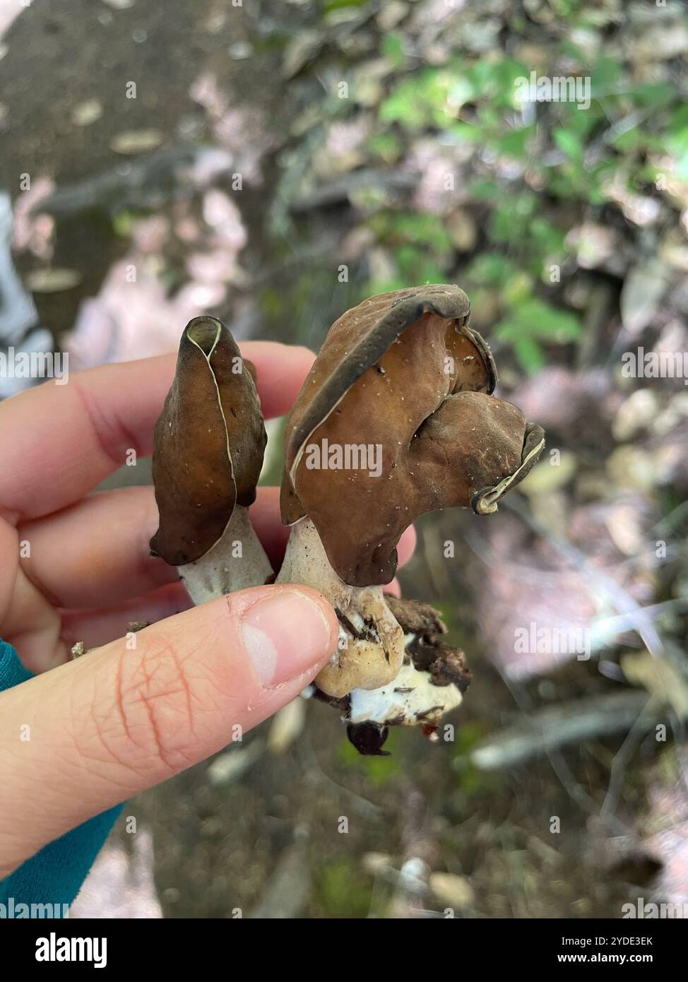 Saddle-shaped False Morel (Gyromitra infula Stock Photo - Alamy