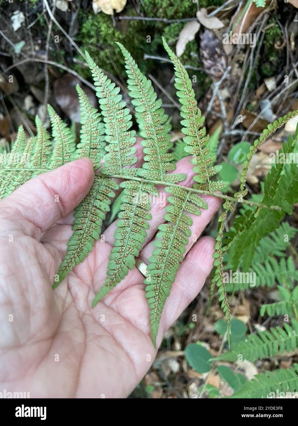 coastal woodfern (Dryopteris arguta Stock Photo - Alamy