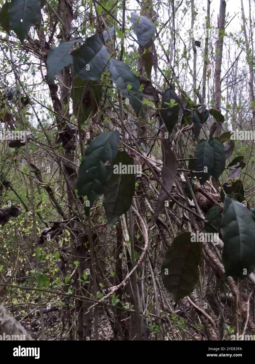 cross vine (Bignonia capreolata Stock Photo - Alamy
