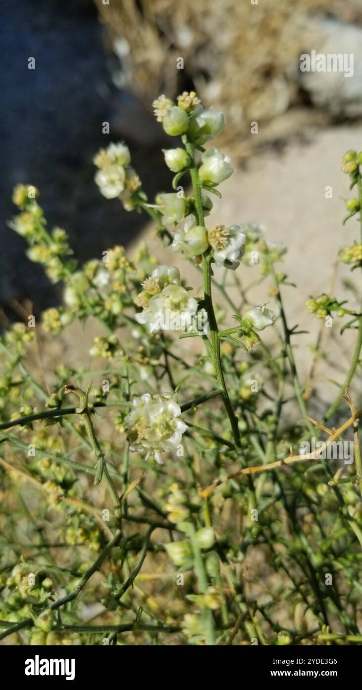 Cheesebush (Ambrosia salsola Stock Photo - Alamy