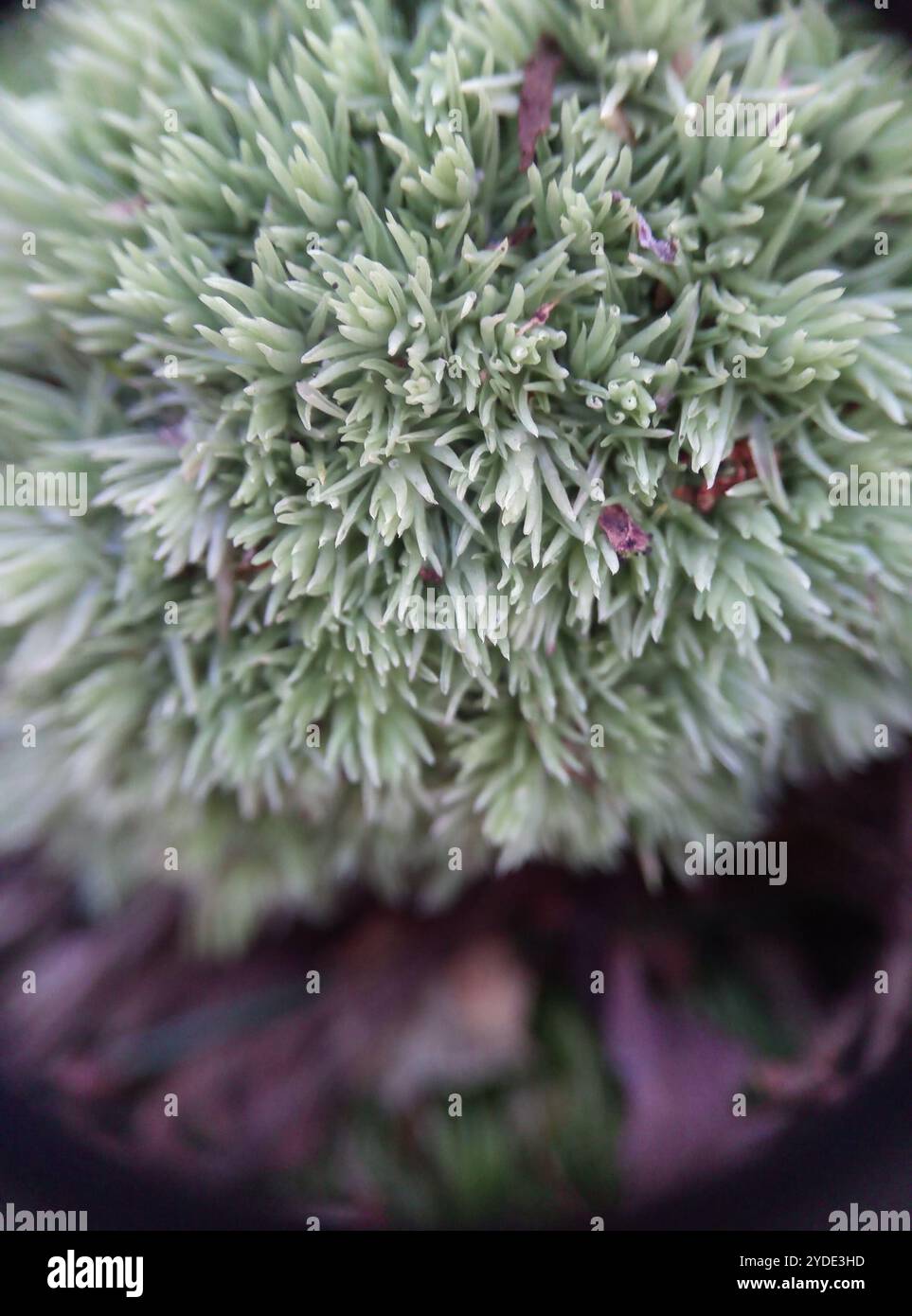 Pincushion Moss (Leucobryum glaucum Stock Photo - Alamy