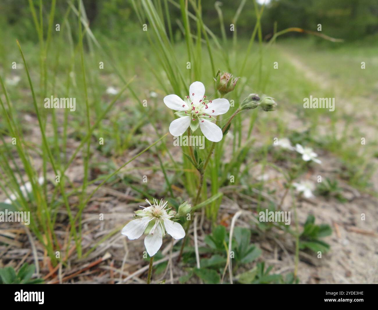 three-toothed cinquefoil (Sibbaldiopsis tridentata Stock Photo - Alamy