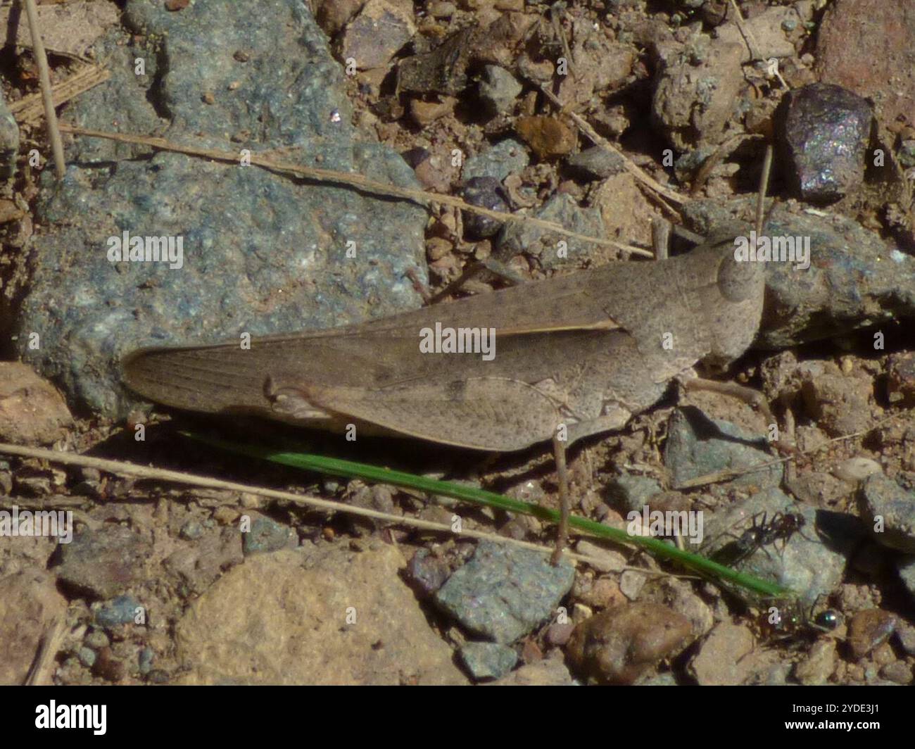 Spur-throated Grasshoppers (Catantopinae Stock Photo - Alamy