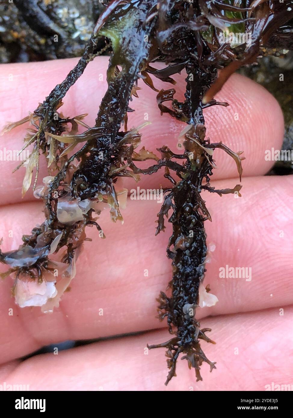 red algae (Rhodophyta Stock Photo - Alamy