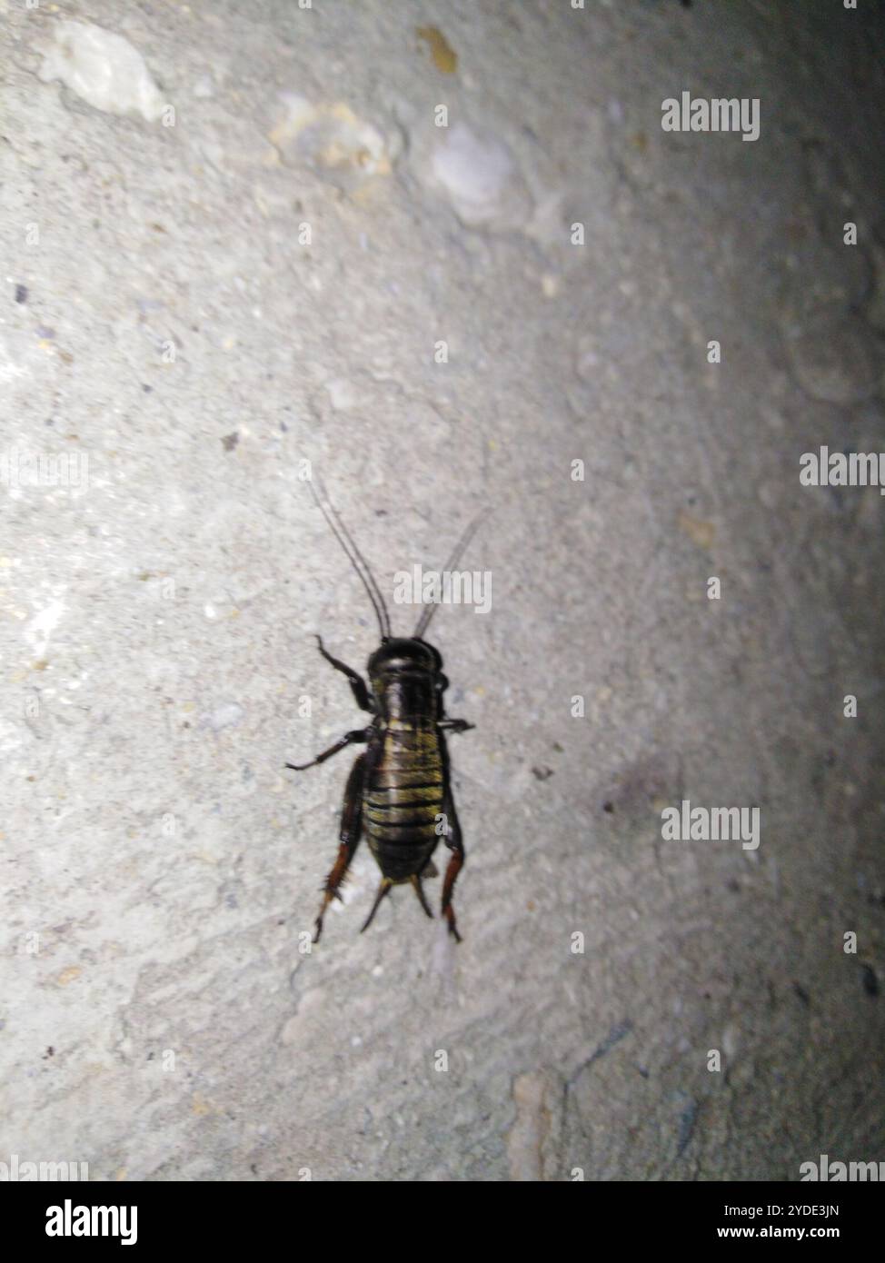 European Field Cricket (Gryllus campestris Stock Photo - Alamy