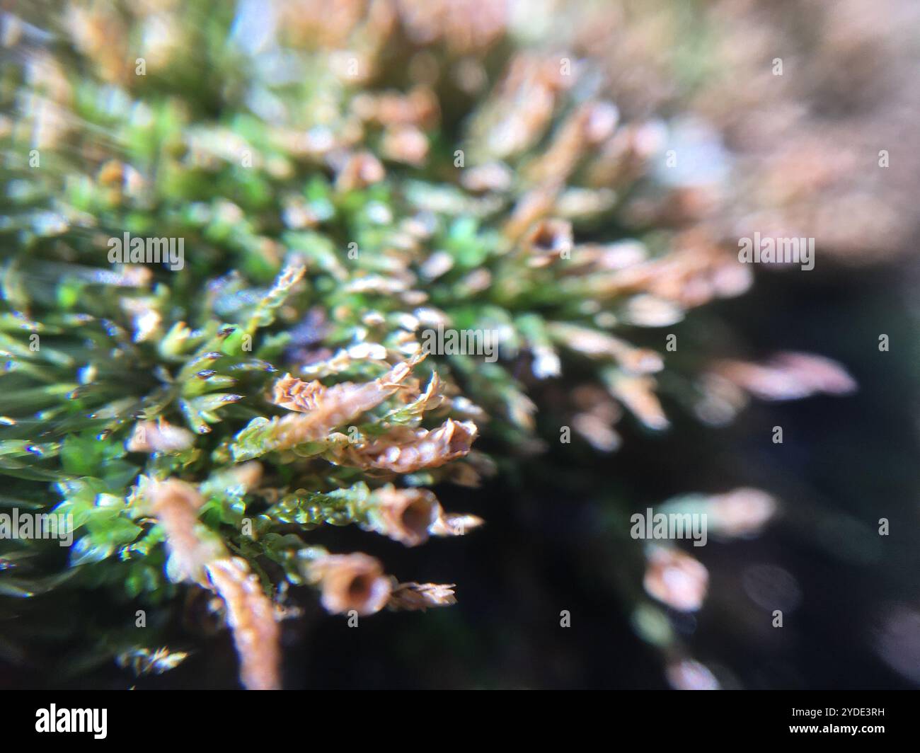 Tetraphis Moss (Tetraphis pellucida Stock Photo - Alamy