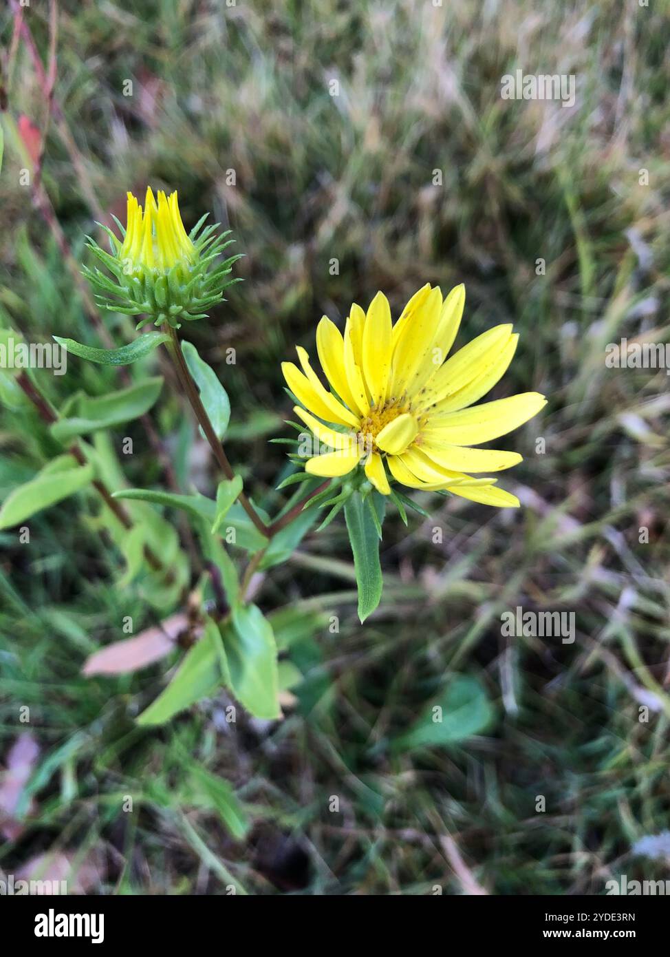 Narrowleaf Gumweed (Grindelia lanceolata Stock Photo - Alamy