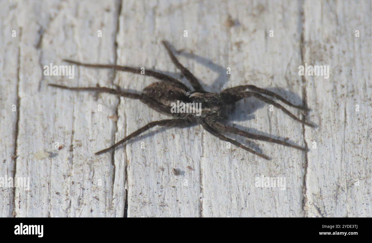 Wolf Spiders and Allies (Lycosoidea Stock Photo - Alamy