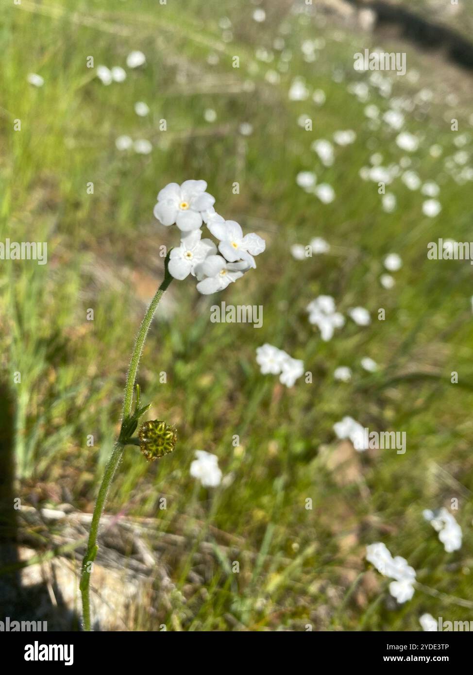 Rusty Popcornflower (Plagiobothrys nothofulvus Stock Photo - Alamy