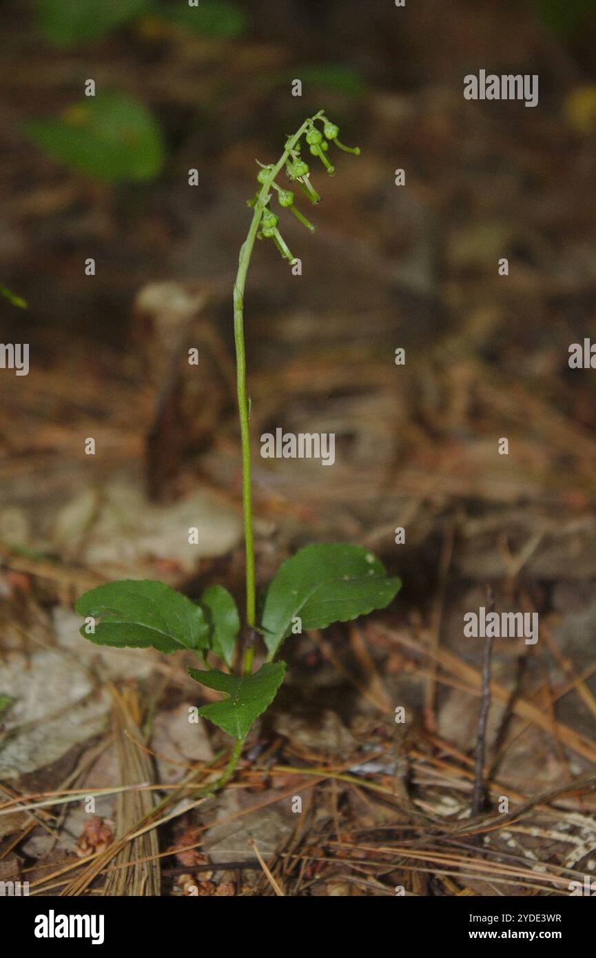 one-sided wintergreen (Orthilia secunda Stock Photo - Alamy