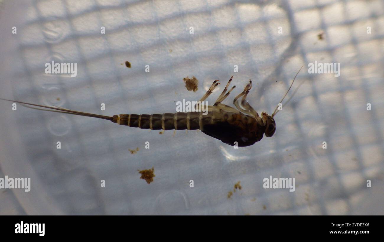Small Mayflies (Baetidae Stock Photo - Alamy