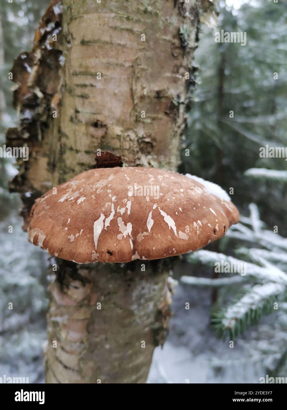 birch polypore (Fomitopsis betulina Stock Photo - Alamy