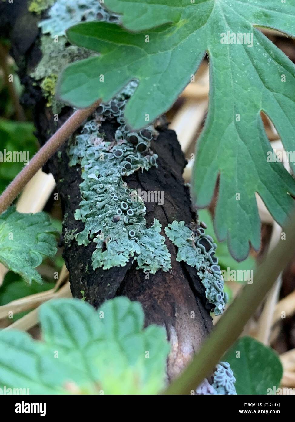common lichens (Lecanoromycetes Stock Photo - Alamy
