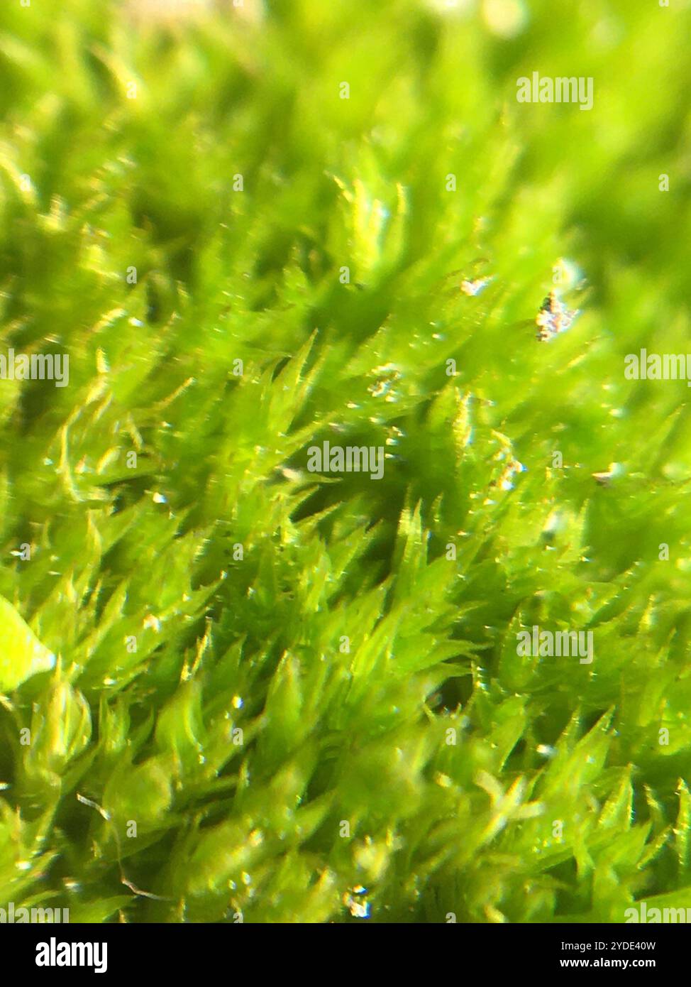common bladder moss (Physcomitrium pyriforme Stock Photo - Alamy