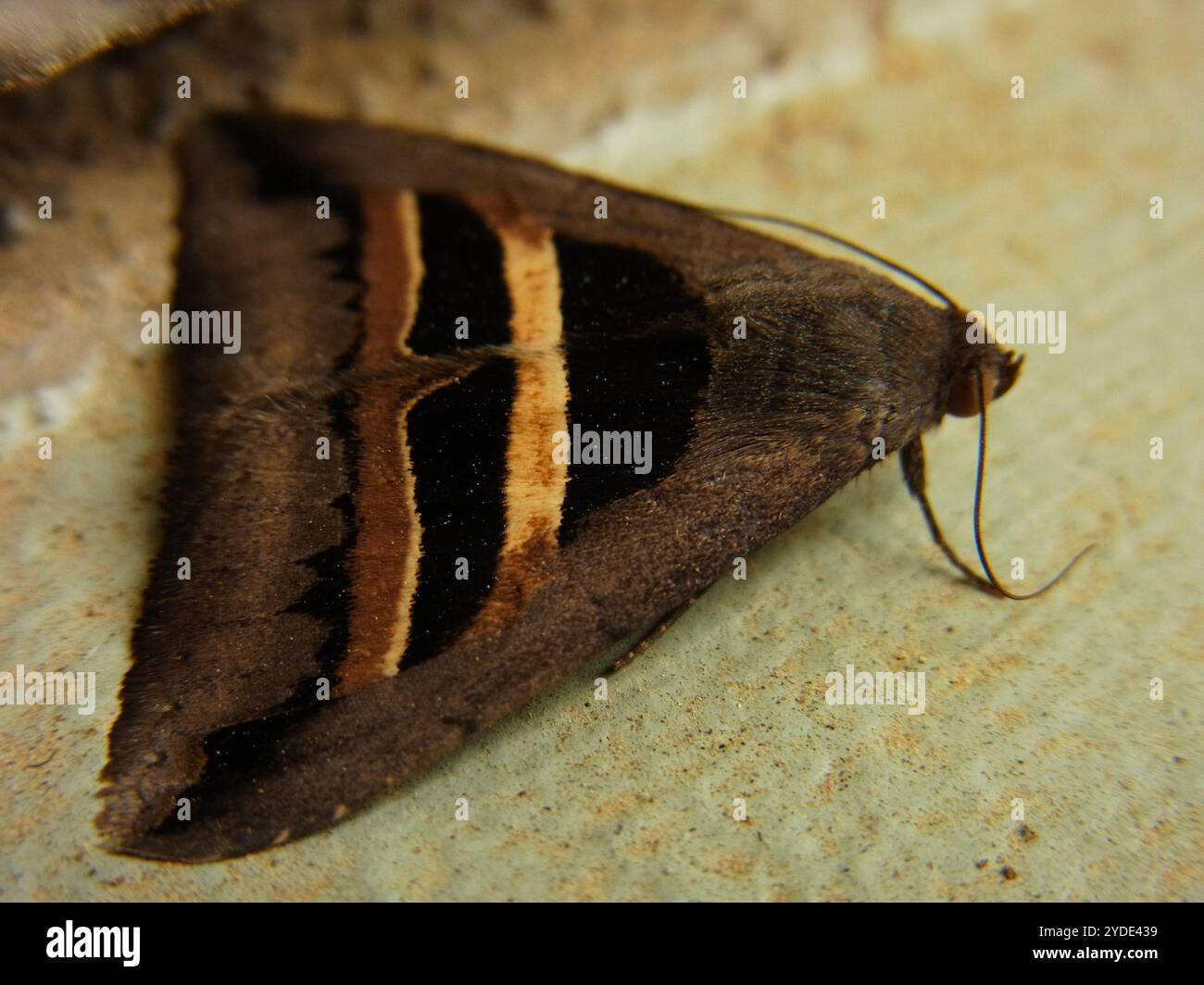 Grammodes geometrica hi-res stock photography and images - Alamy