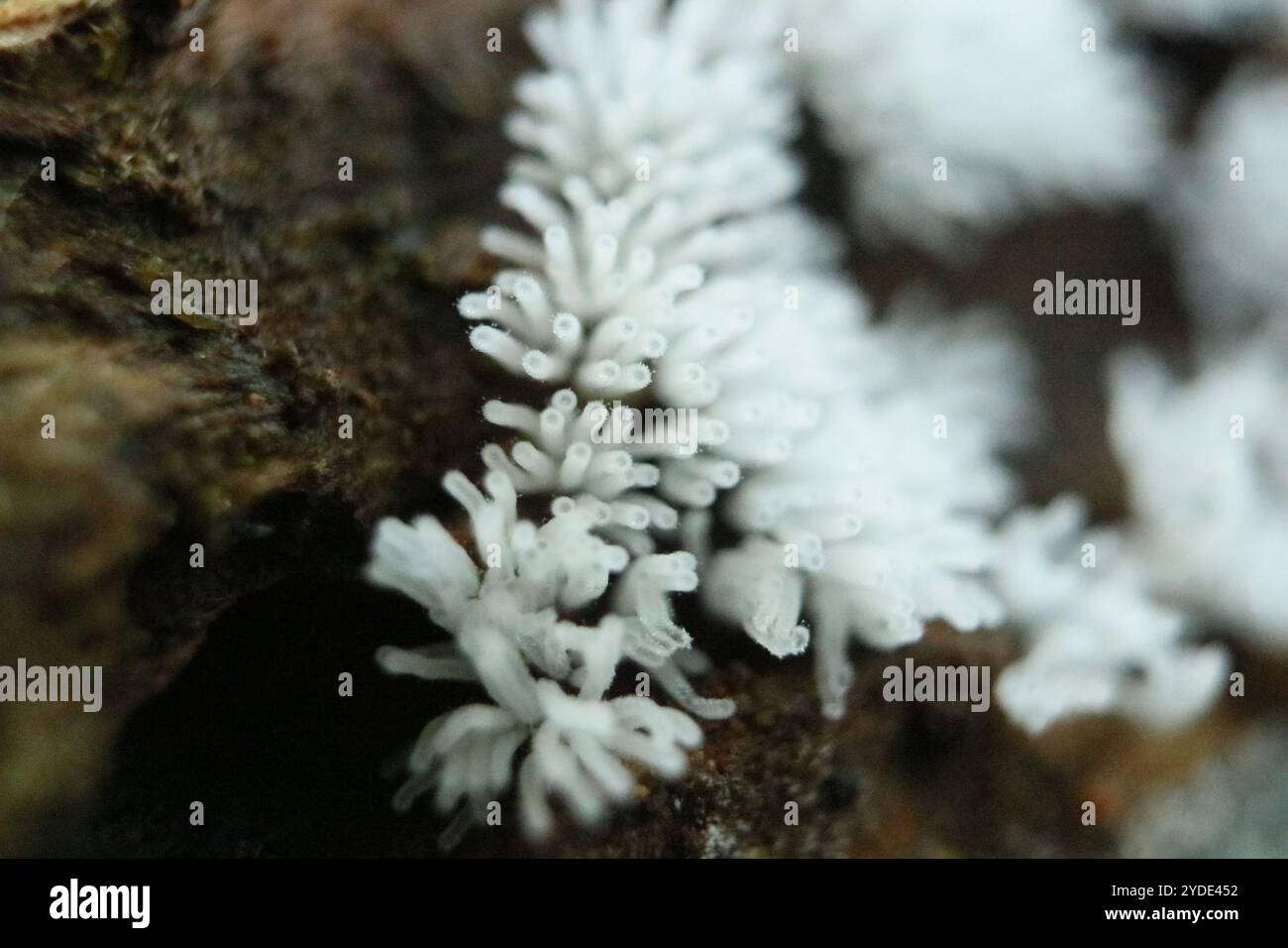 Honeycomb Coral Slime Mold (Ceratiomyxa fruticulosa Stock Photo - Alamy