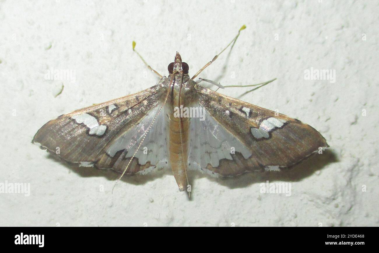 Mung moth hi-res stock photography and images - Alamy