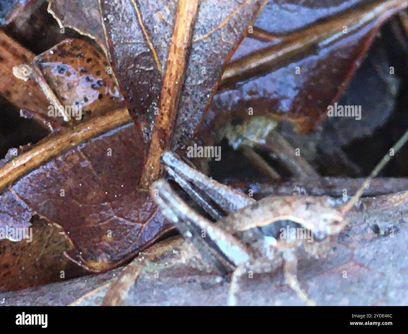 True Crickets and Allies (Grylloidea Stock Photo - Alamy