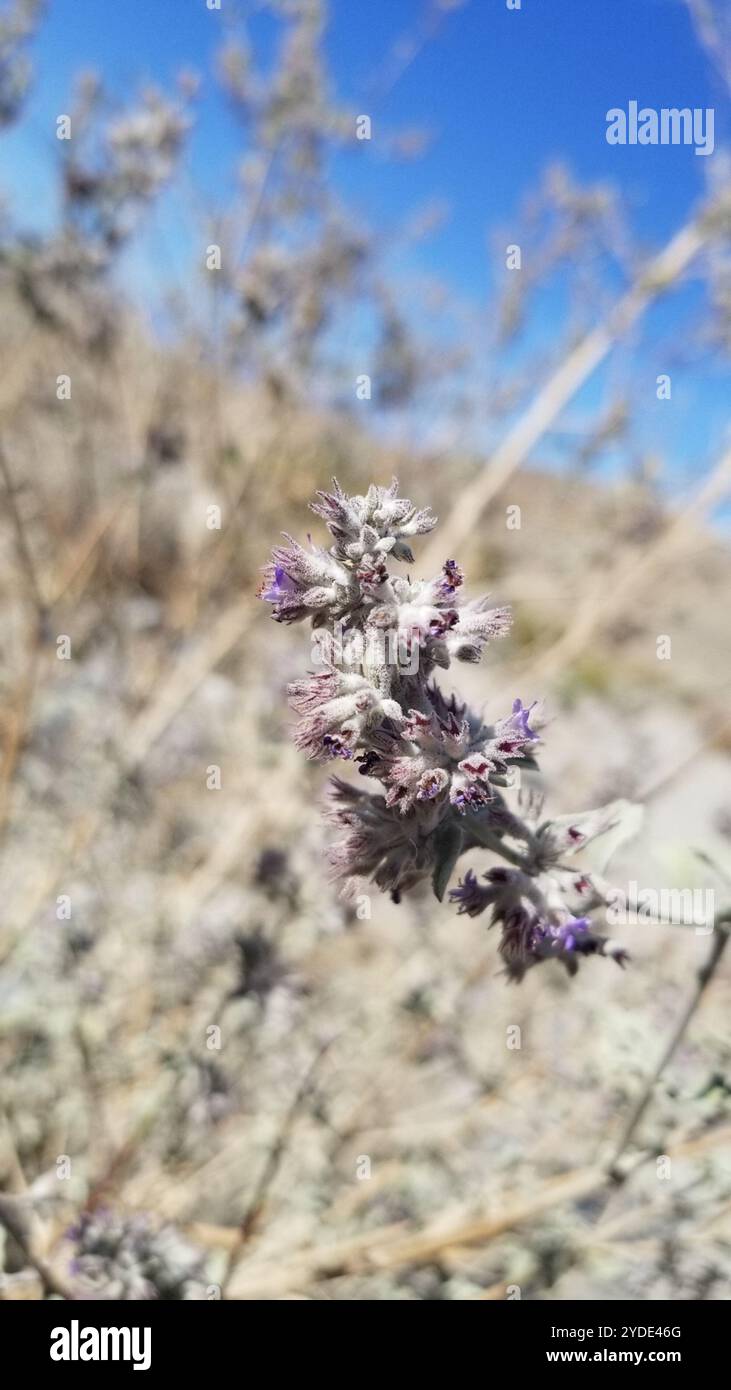 desert lavender (Condea emoryi Stock Photo - Alamy